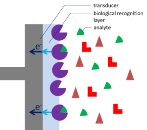 Detection of Glucose with a Self-Made Biosensor 2/5 - What is a ...